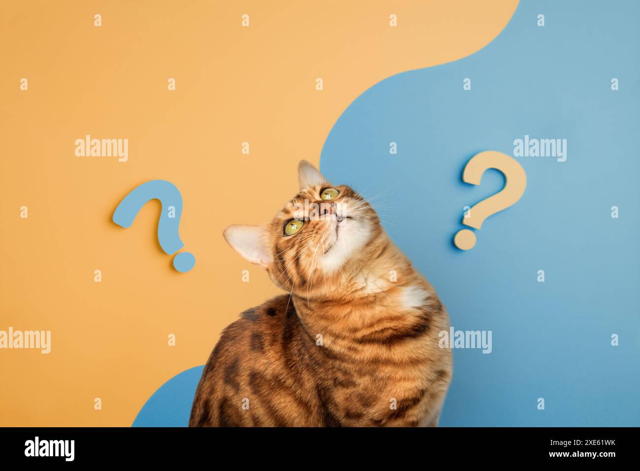 Cat question mark hi-res stock photography and images - Alamy