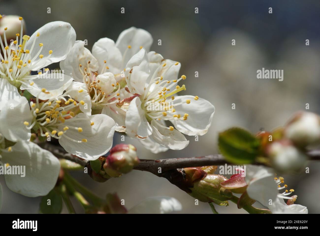 Cerasus hi-res stock photography and images - Alamy