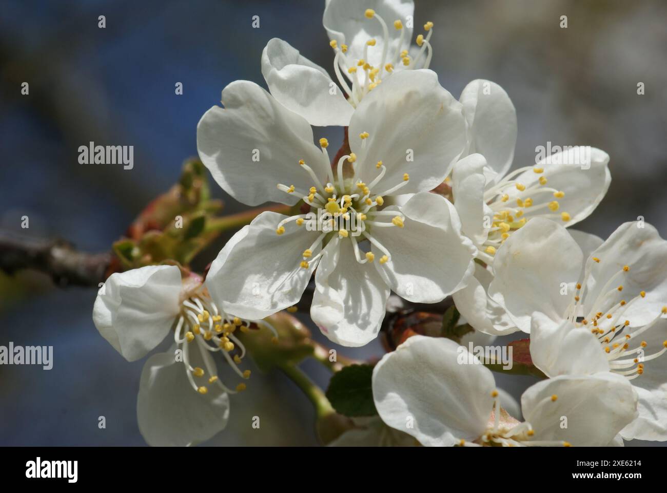 Cerasus blossom hi-res stock photography and images - Alamy