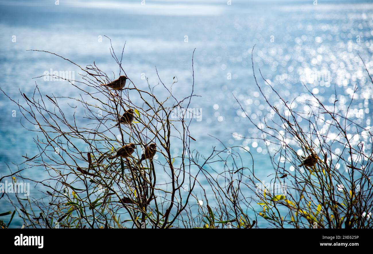 Group of male house sparrow birds sitting on plant in the ocean ...