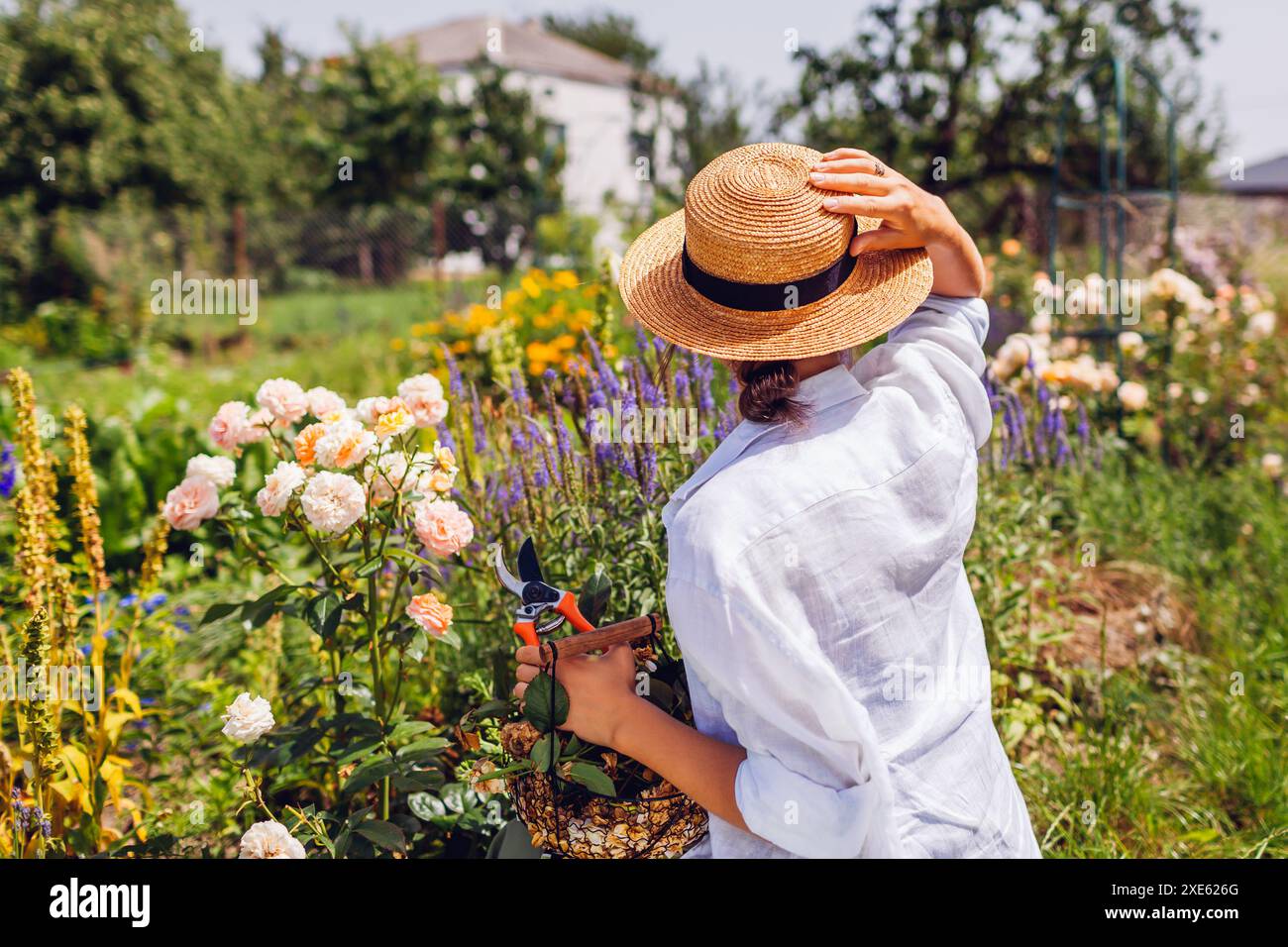 Back view of woman gardener enjoying rose flowers in summer garden ...