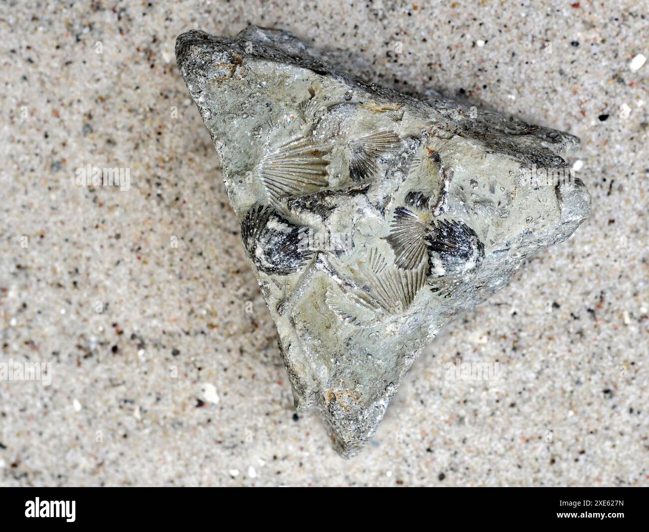 Shell like structures hi-res stock photography and images - Alamy