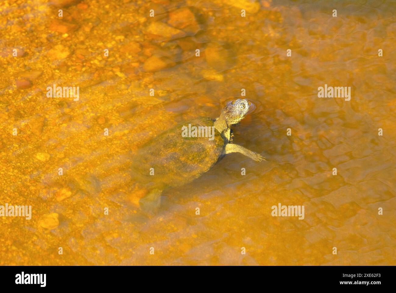 A smaller member of the Terrapin family, the Yellow-bellied Hinged ...