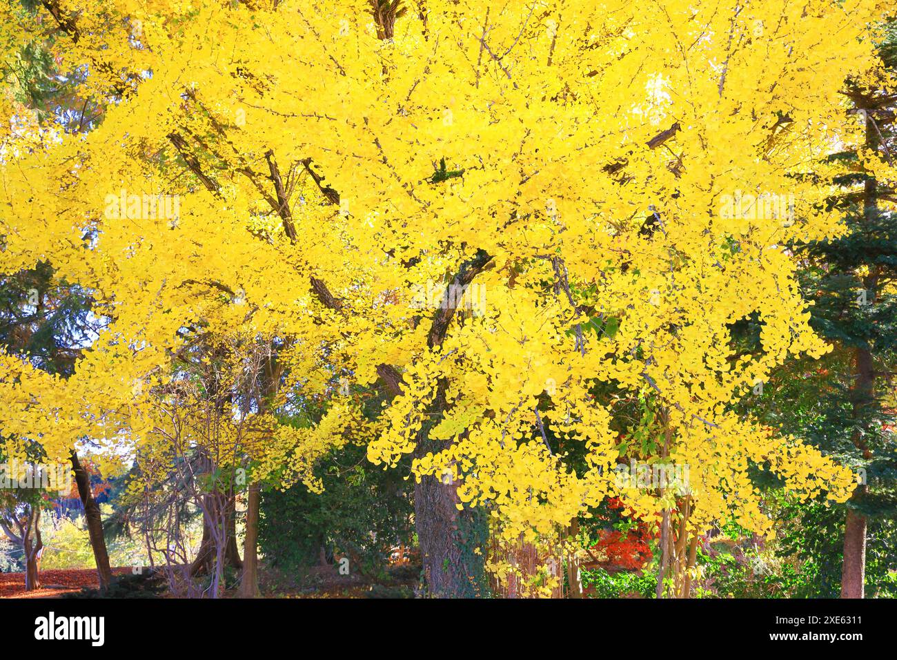 Yellow leaves of ginkgo trees Stock Photo - Alamy