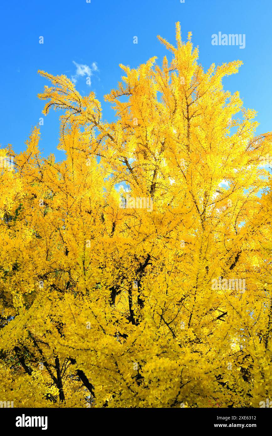 Yellow leaves of ginkgo trees Stock Photo - Alamy