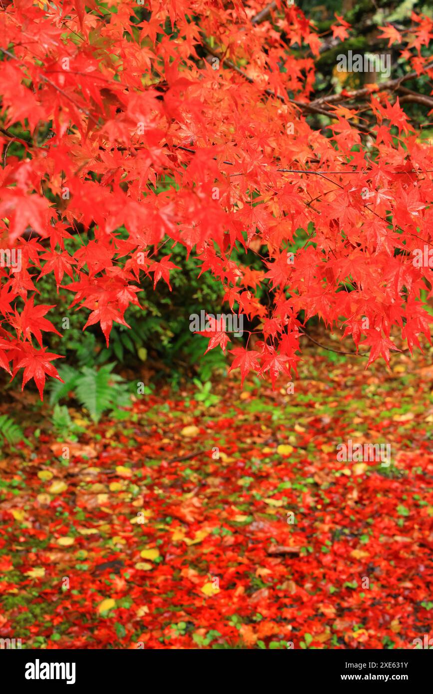 Maple leaves turning red and falling Stock Photo - Alamy