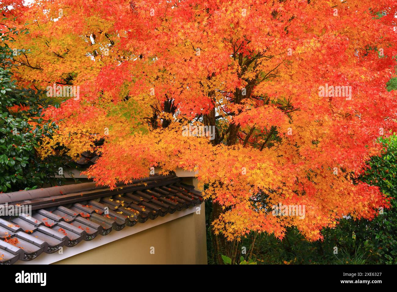 Autumn scenery - red leaves Stock Photo - Alamy