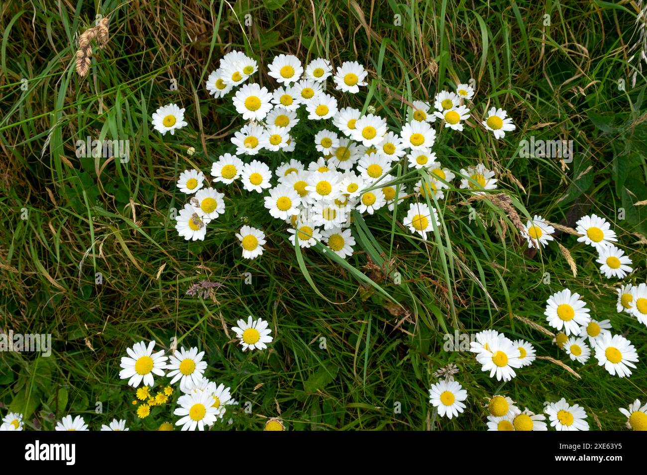 White daisies daisy Bellis perennis wildflowers in bloom on the coastal ...