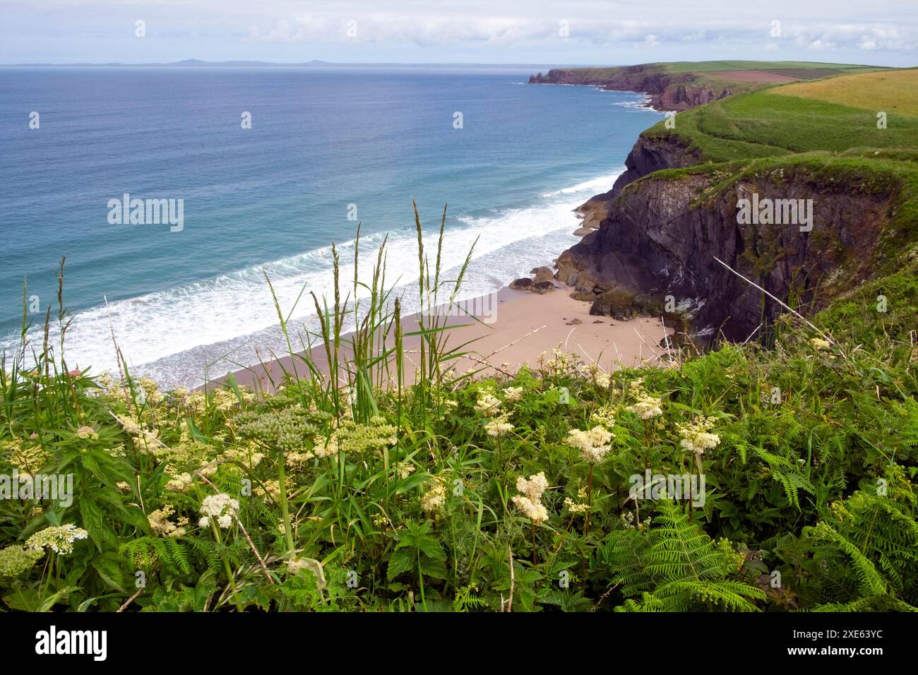 Wildflowers meadowsweet filipendula ulmaria on Wales Coast Path ...