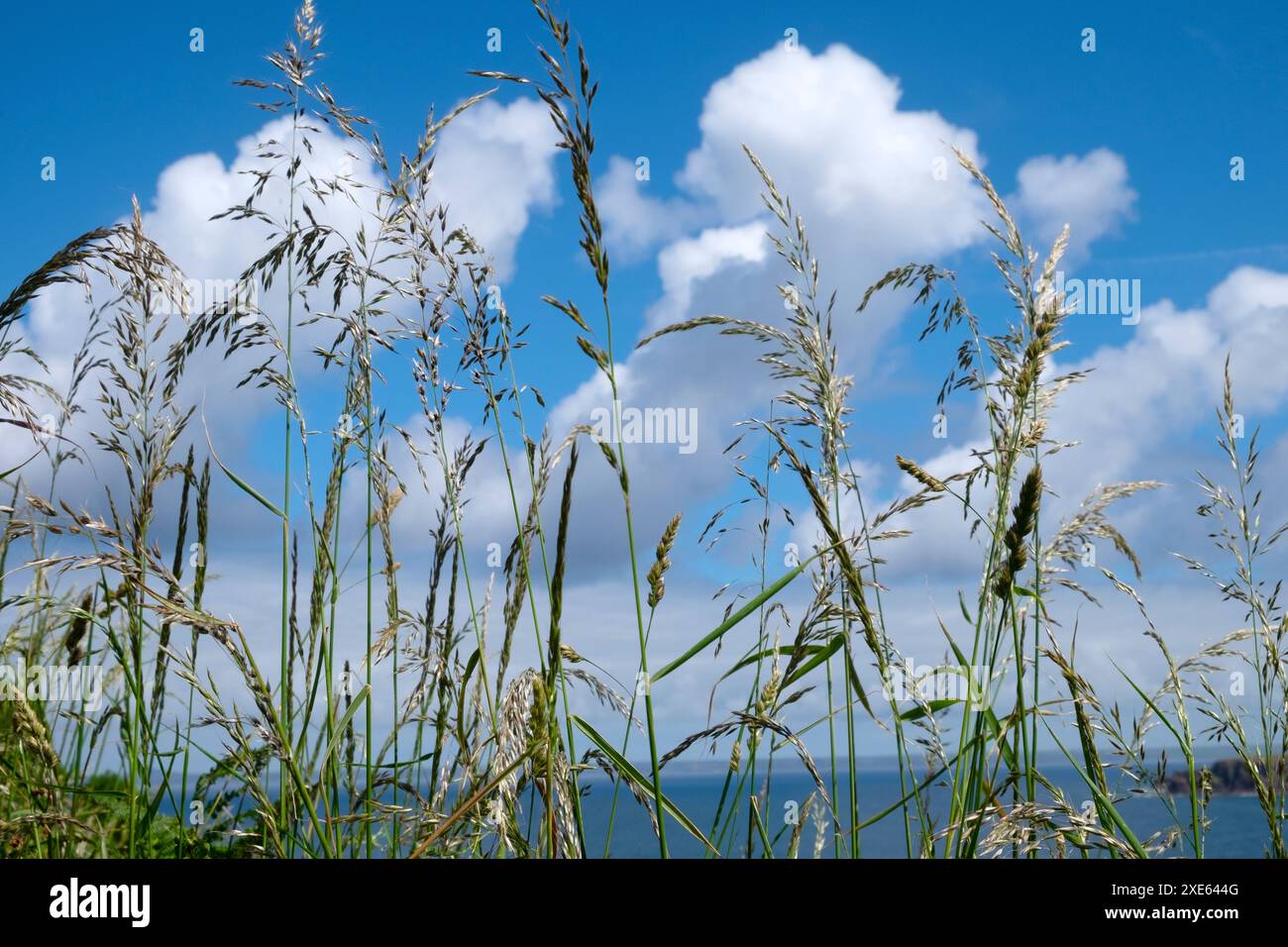 Grasses grass seeds against blue sky and fluffy cumulous clouds in June ...