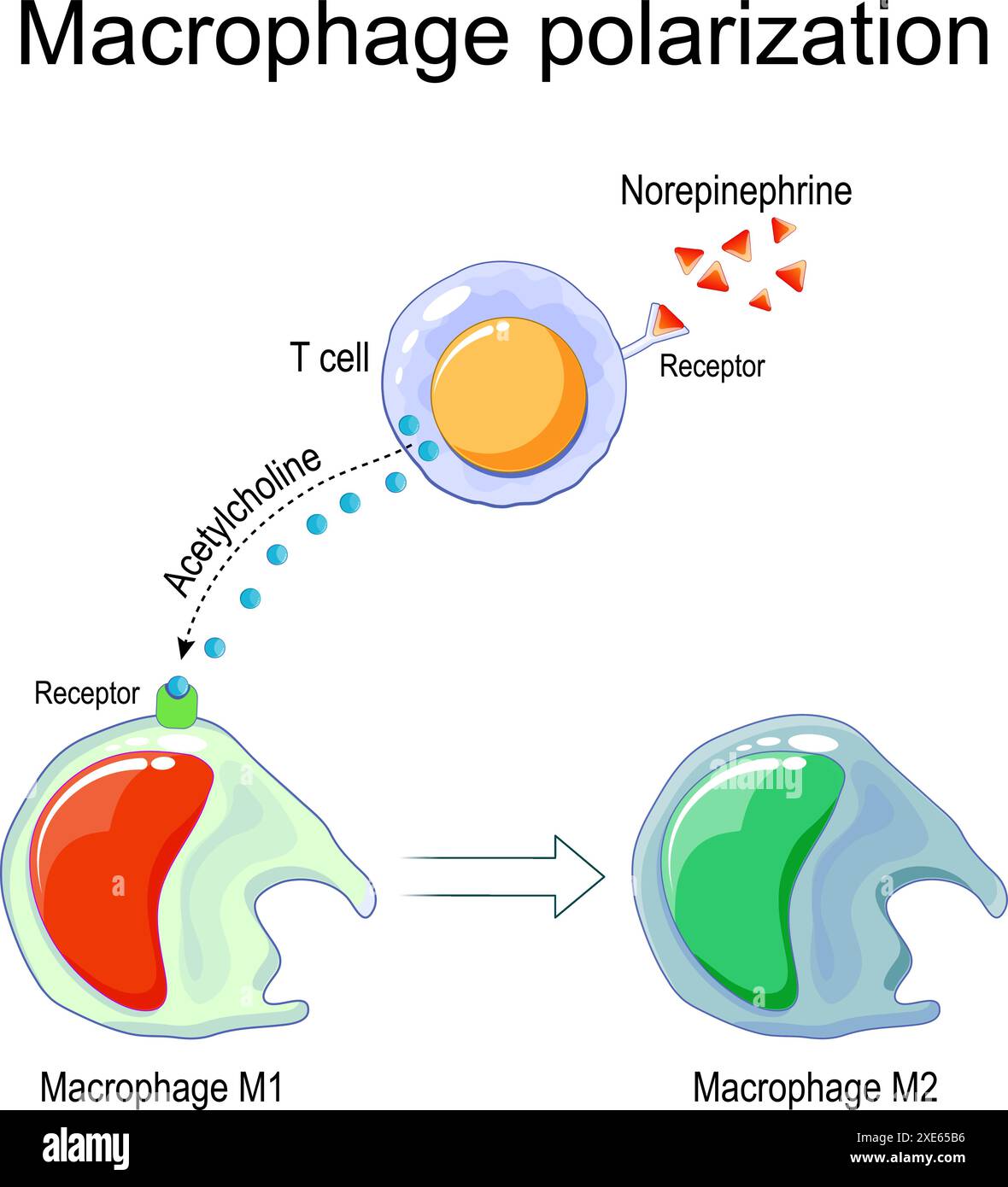 Macrophage polarization. M1 and M2 macrophages transformation. Immune response and Inflammation ...