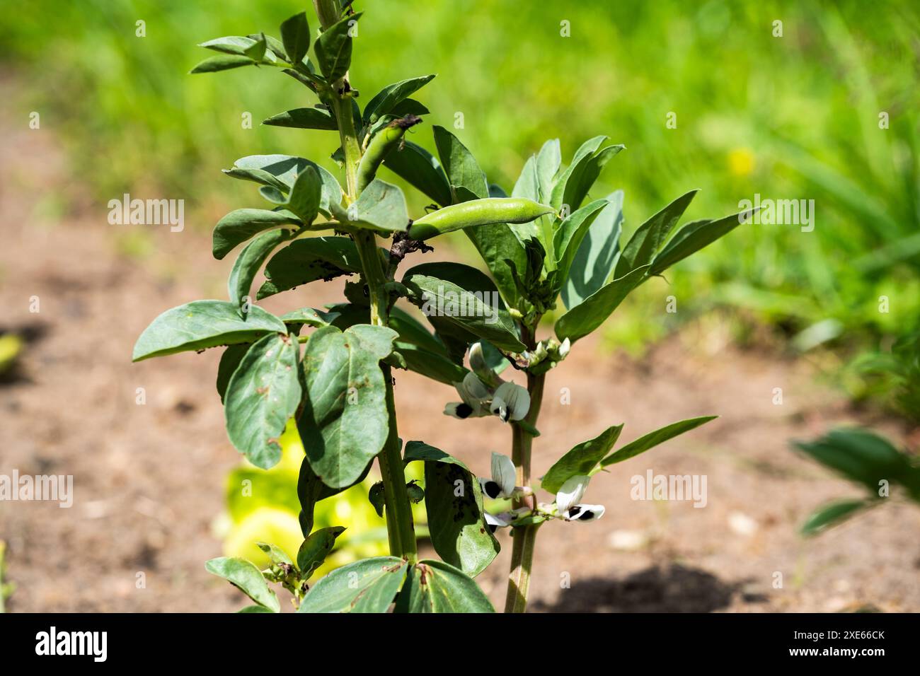 Broad beans growing in the garden in summer, organic cultivation Stock ...