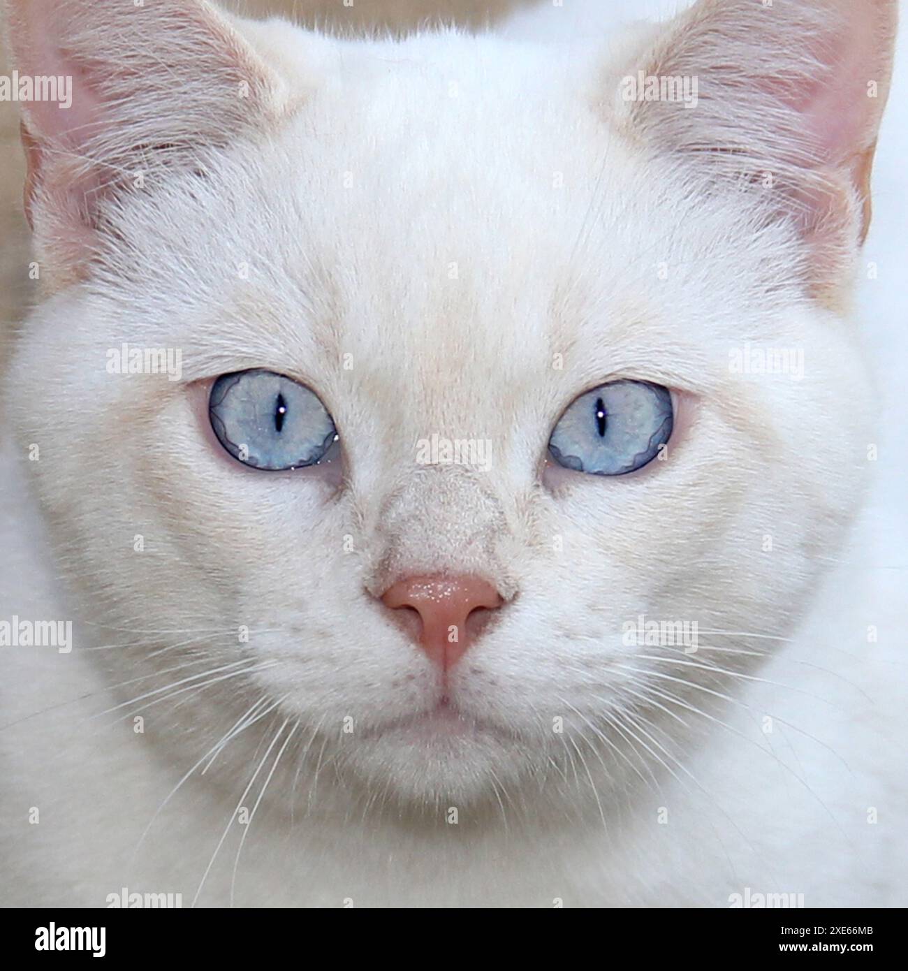 Domestic cat. Portrait of white adult cat. Spain Stock Photo - Alamy