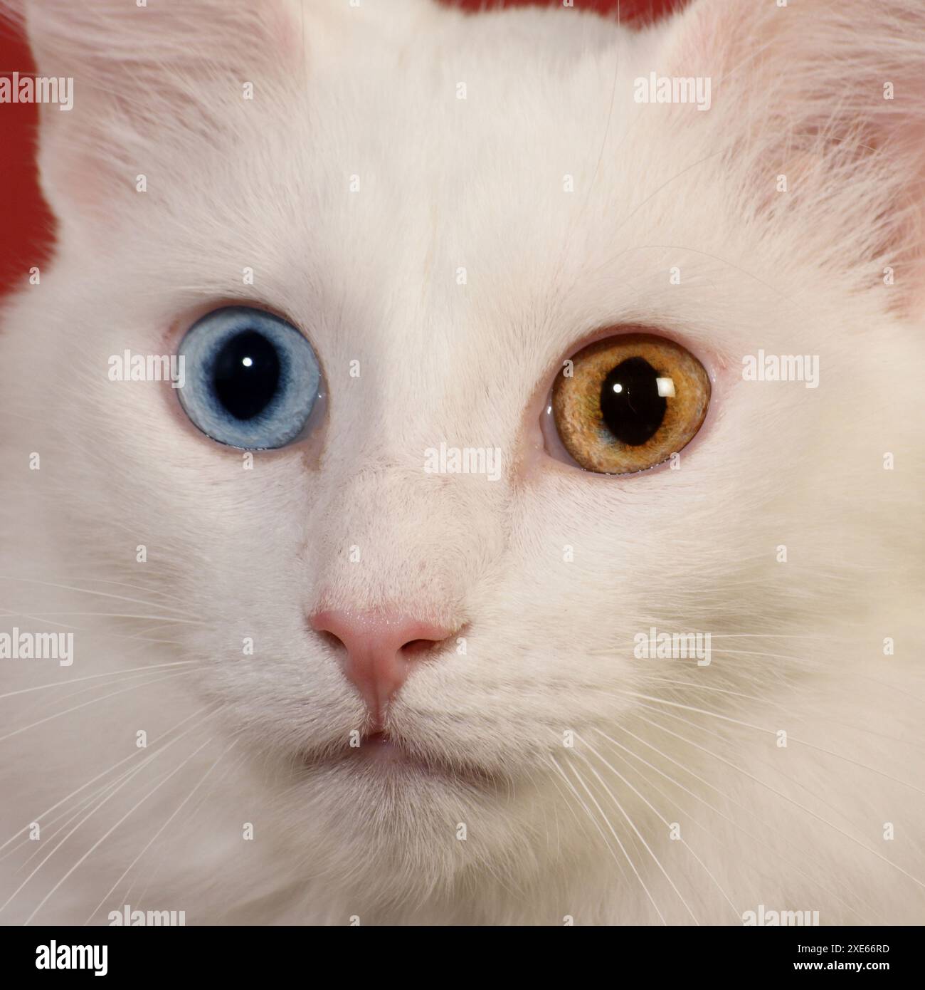 Domestic cat. Portrait of white adult cat with eyes of different colour ...