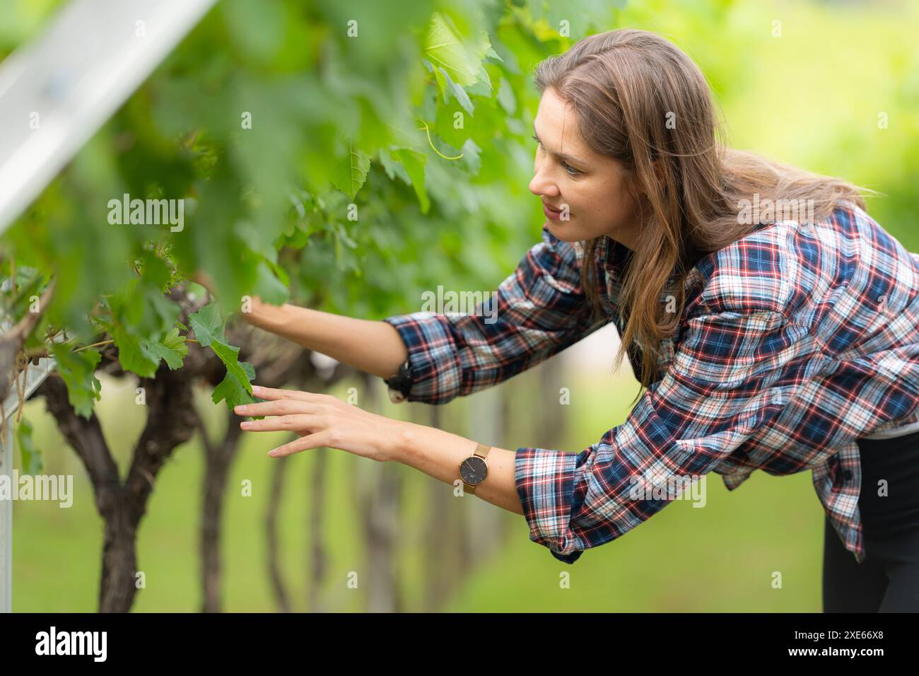 Portrait of a young woman in the vineyard with little grapes Stock ...