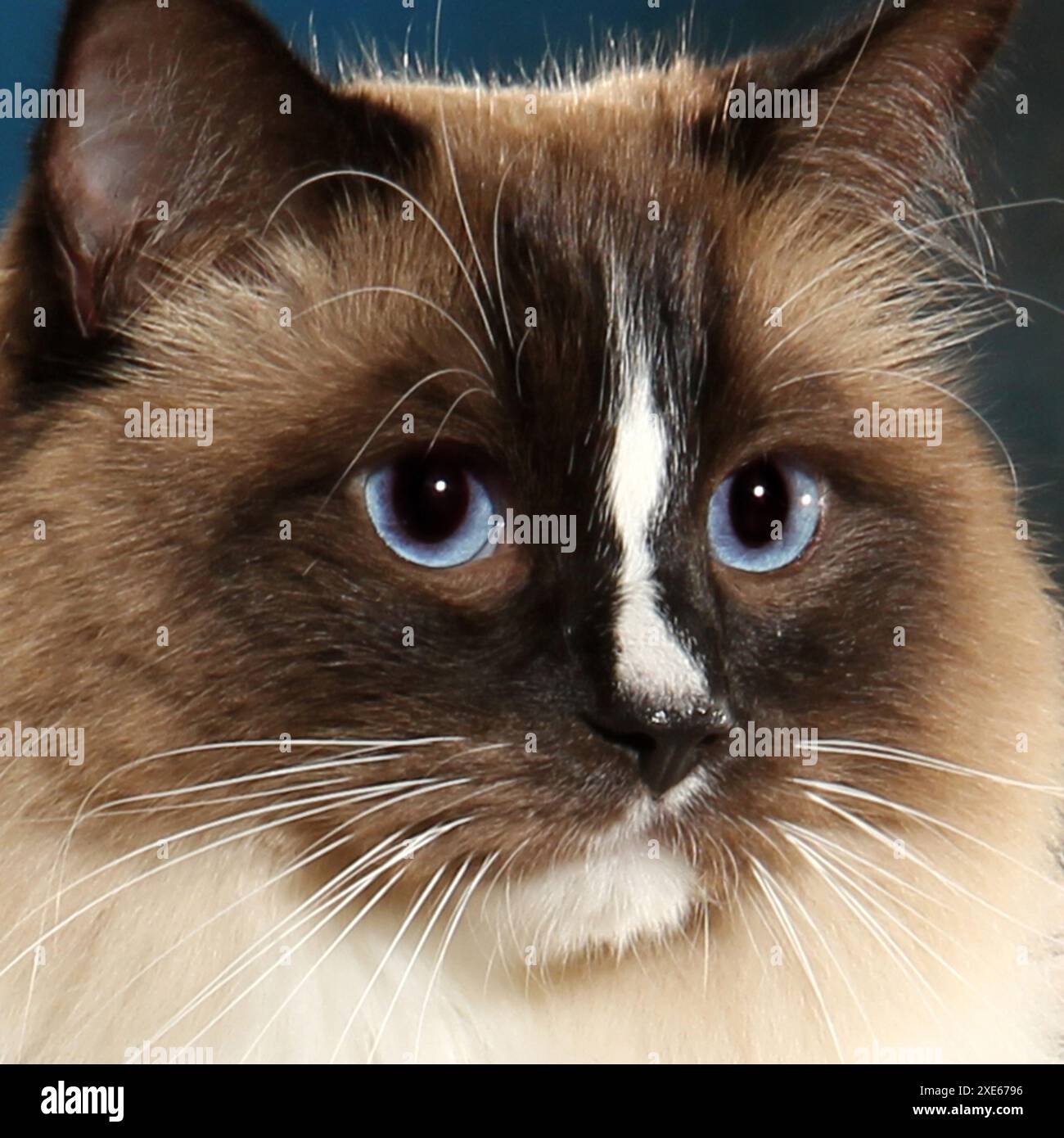 Ragdoll cat adult hi-res stock photography and images - Alamy