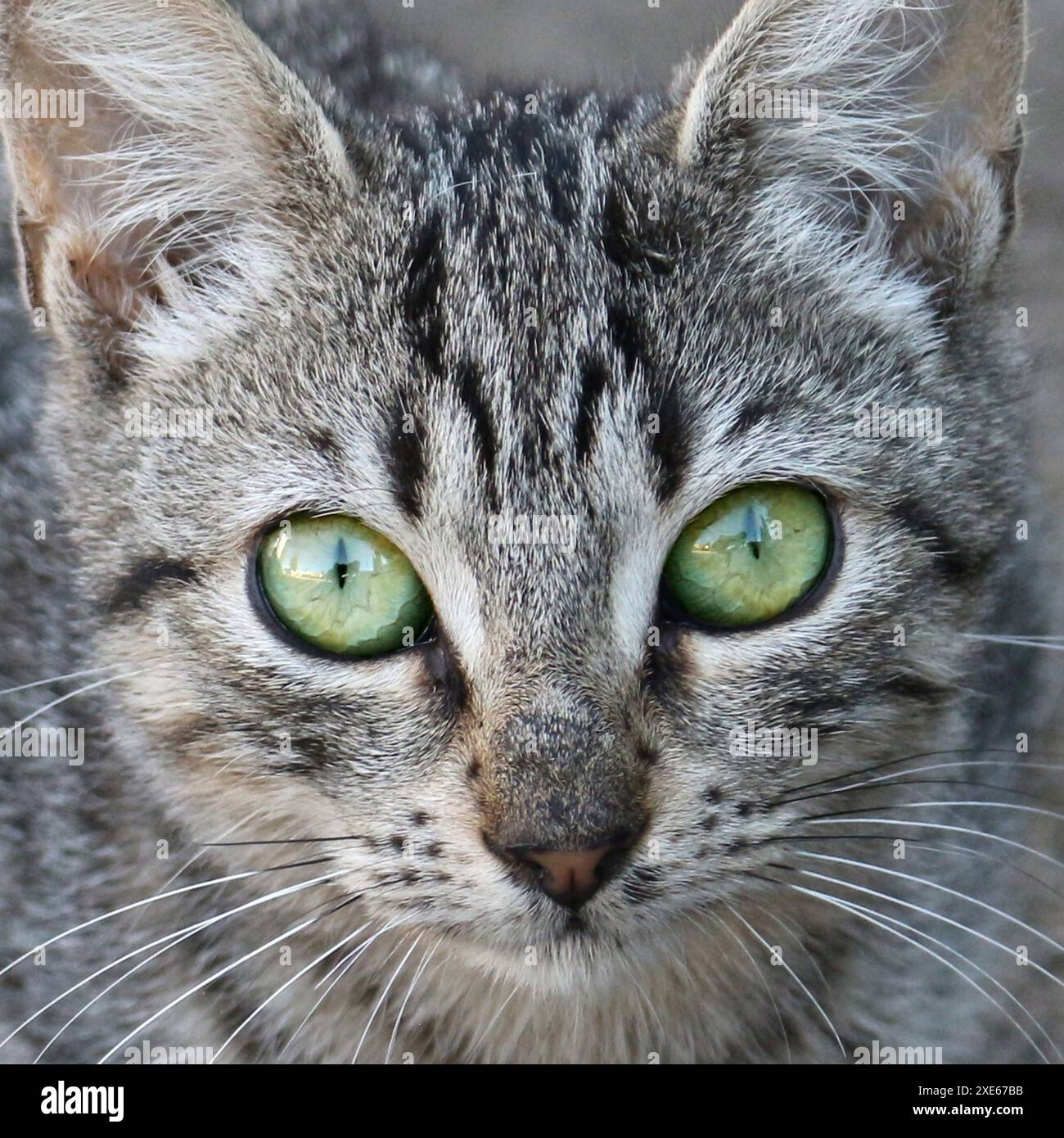 Domestic cat. Portrait of tabby adult cat. Spain Stock Photo - Alamy