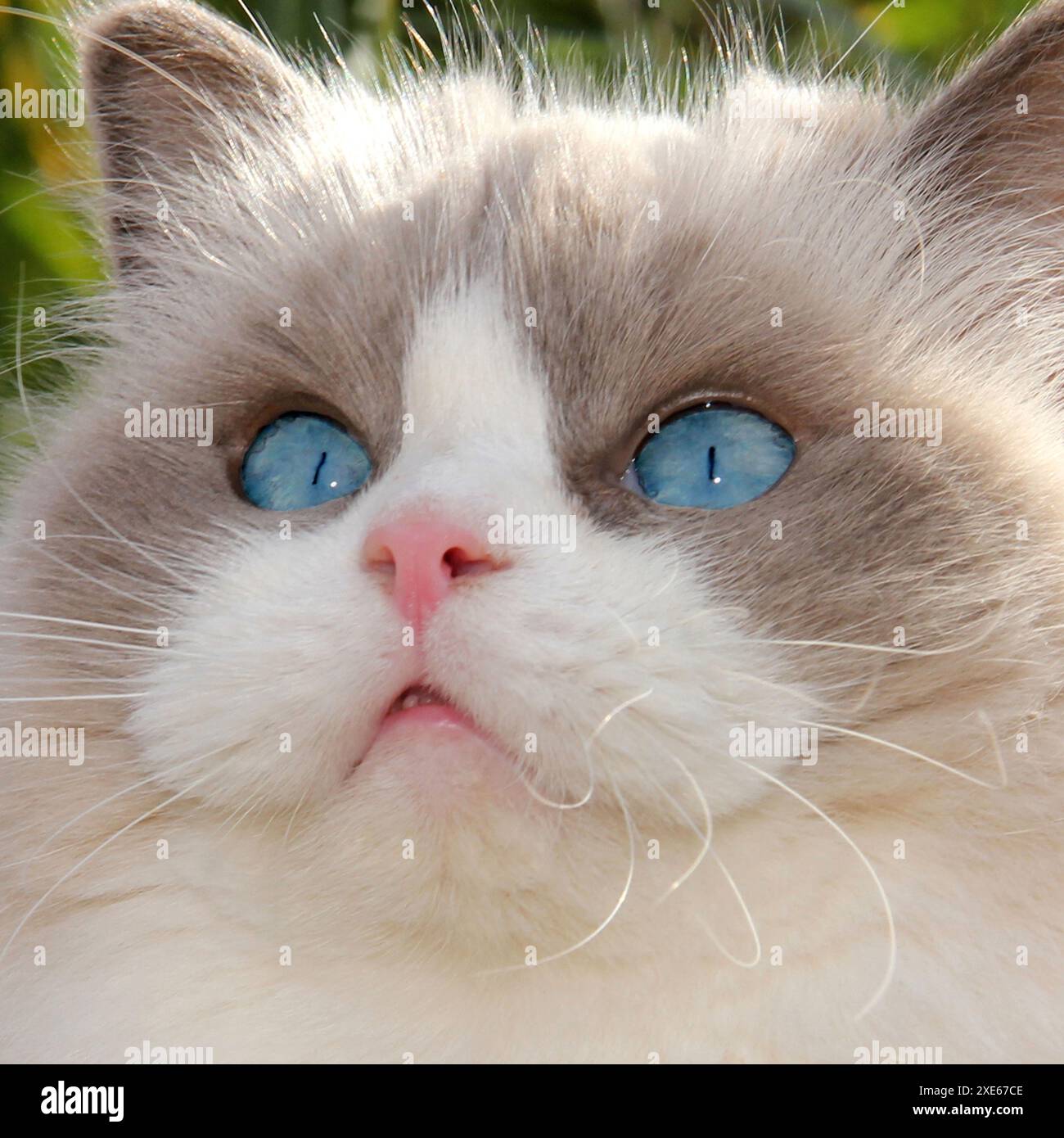 Ragdoll cat adult hi-res stock photography and images - Alamy