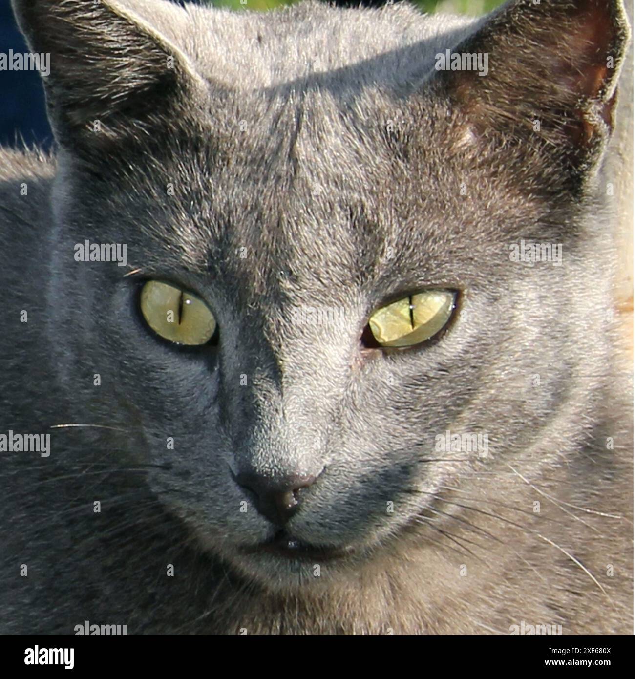 Domestic cat, Persian mix. Portrait of blue adult cat. Spain Stock ...