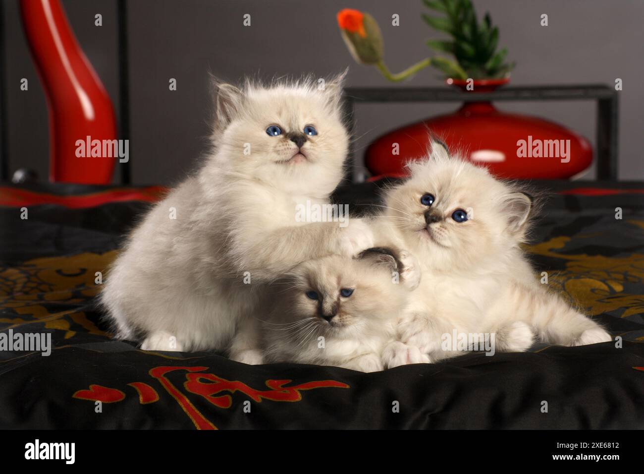 Birman, Sacred Cat of Burma. Three kittens playing on a bed Stock Photo ...