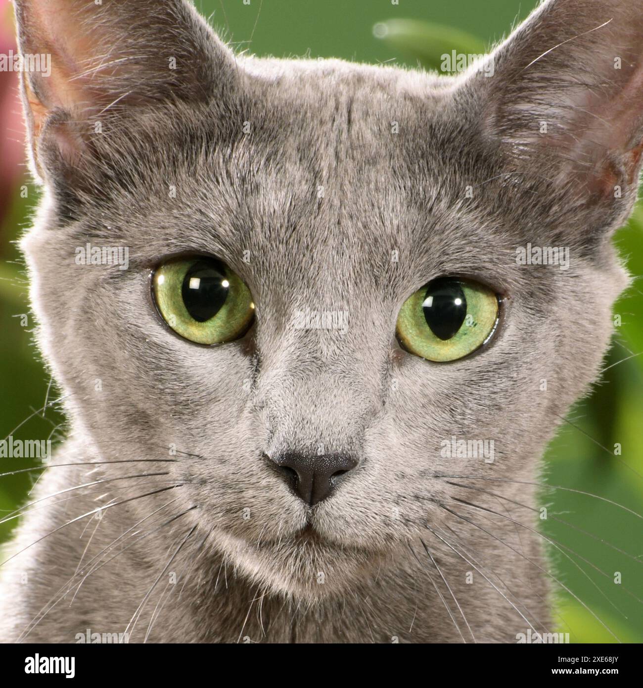 Portrait russian blue cat hi-res stock photography and images - Alamy