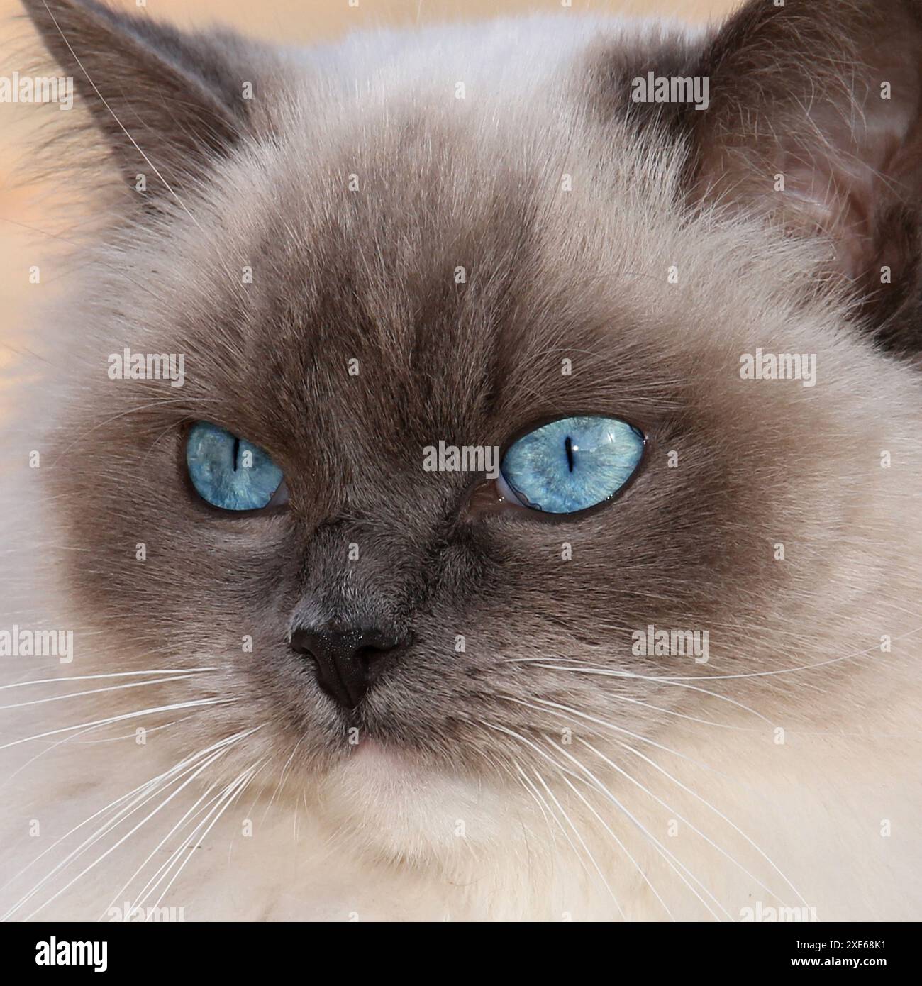 Ragdoll cat adult hi-res stock photography and images - Alamy