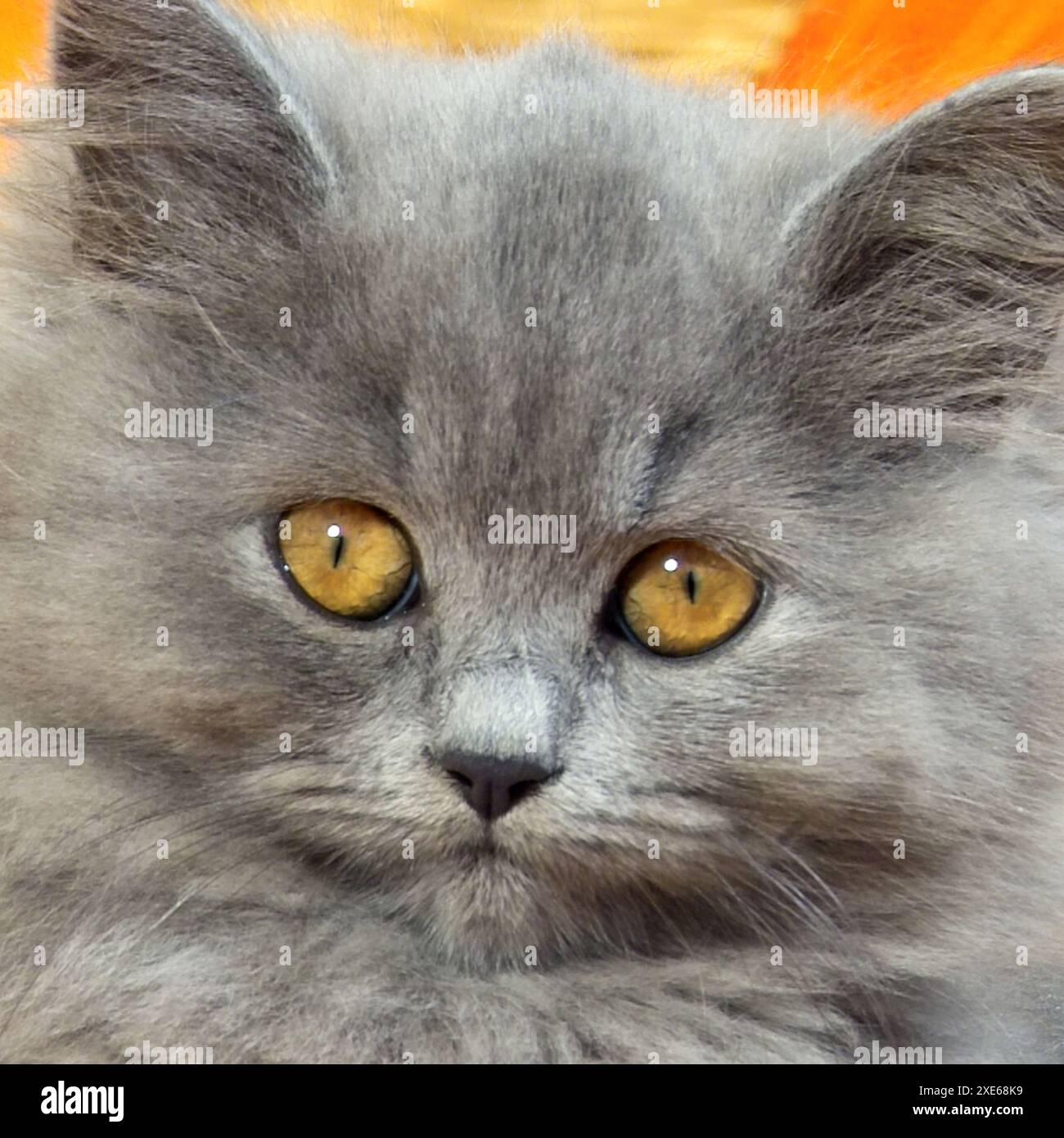 Domestic cat, Persian mix. Portrait of blue adult cat. Spain Stock ...