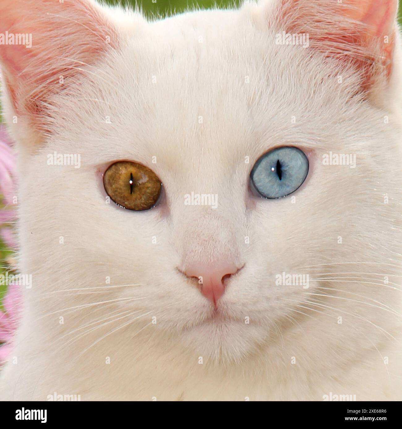 Domestic cat. Portrait of white adult cat with eyes of different colour ...