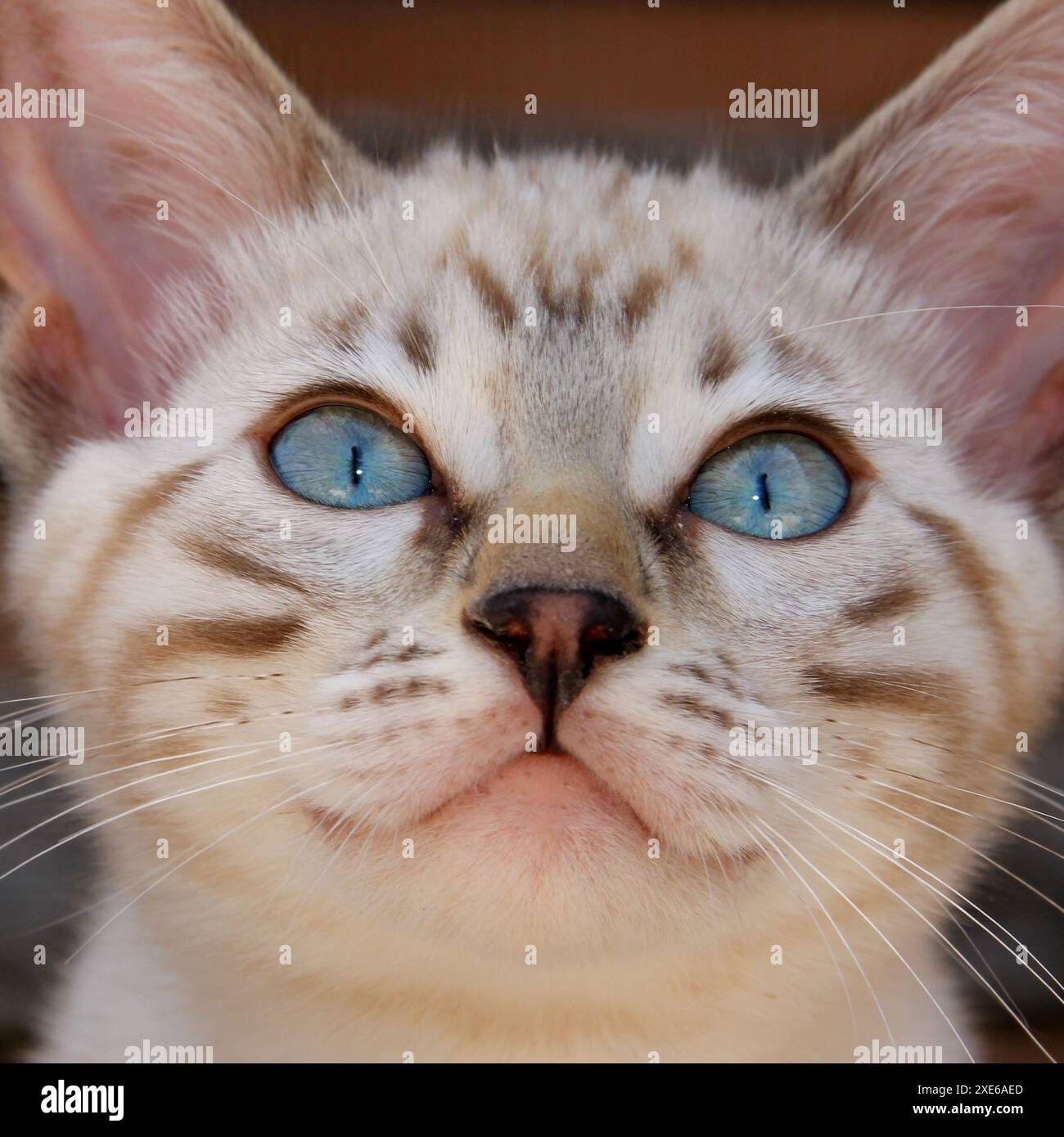 Snow bengal hi-res stock photography and images - Alamy