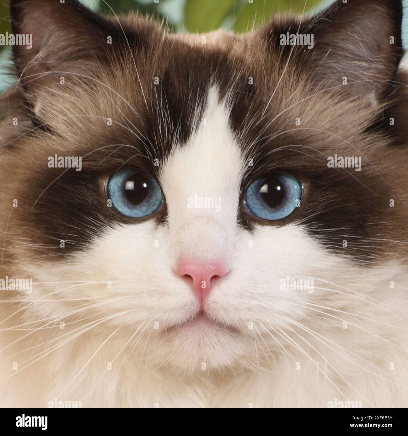 Ragdoll cat adult hi-res stock photography and images - Alamy