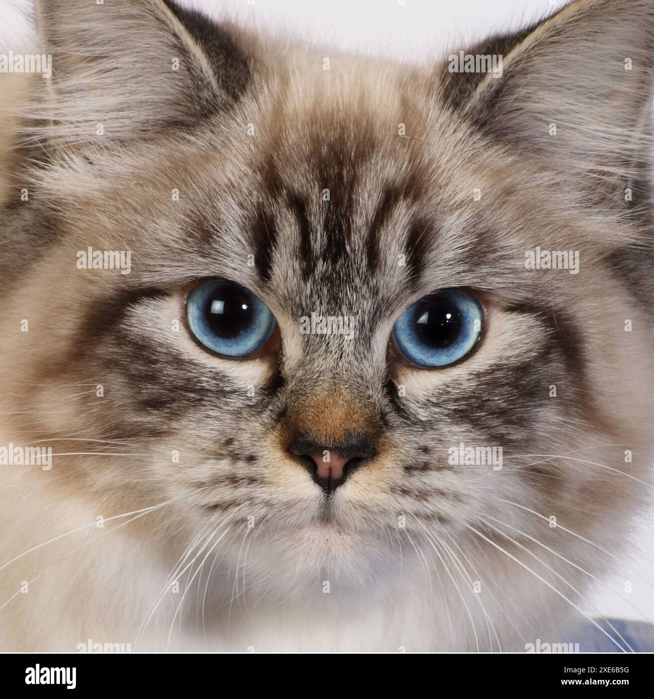 Neva masquerade point hi-res stock photography and images - Alamy