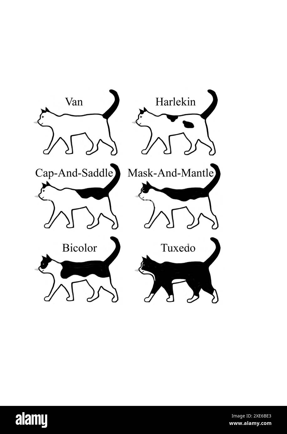 Domestic cat. Illustration of different coloration of bicolored ...
