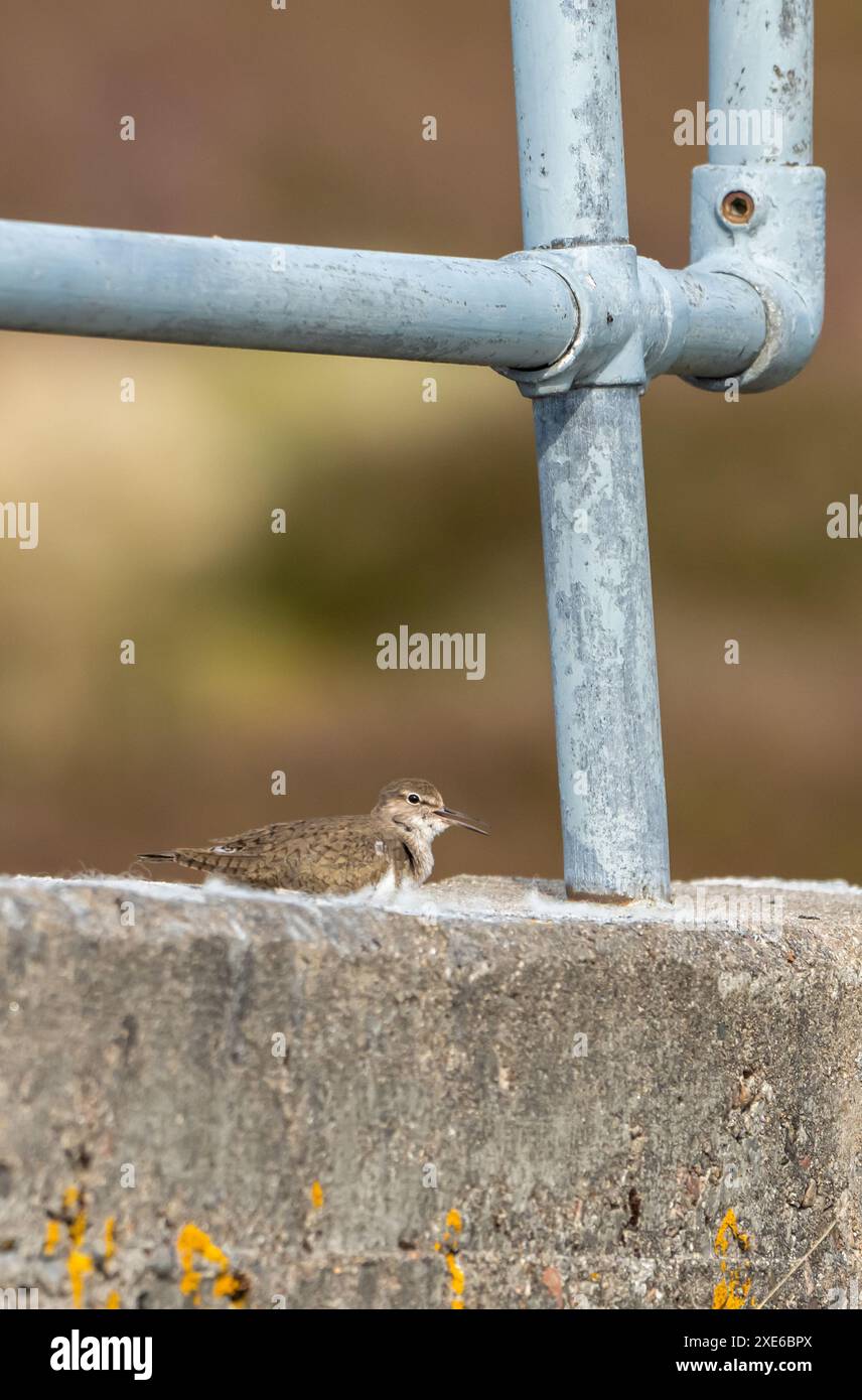 Common sandpiper on small bridge near it's nest at Lochindorb in the ...