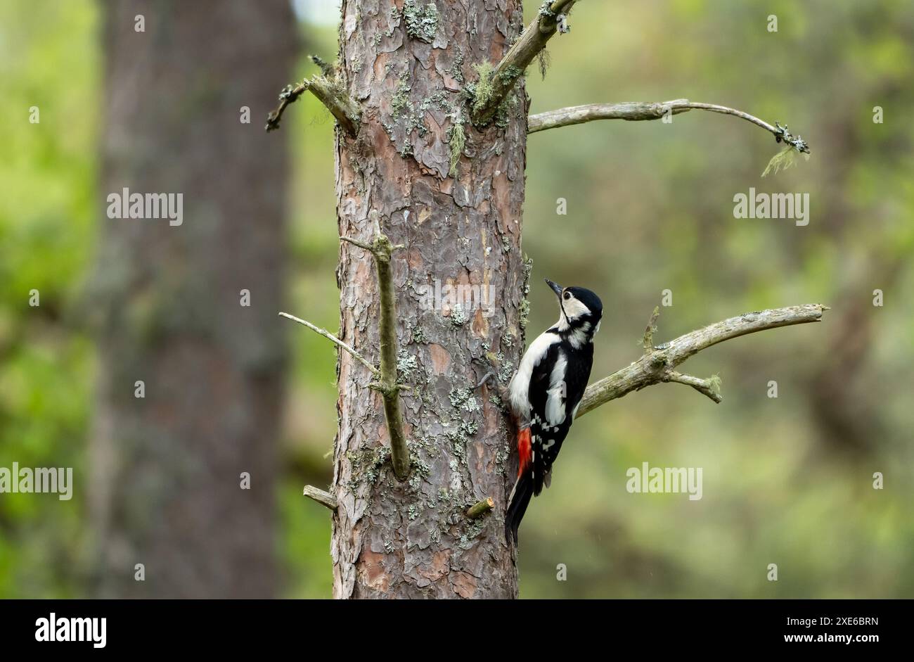Female great spotted woodpecker hi-res stock photography and images - Alamy