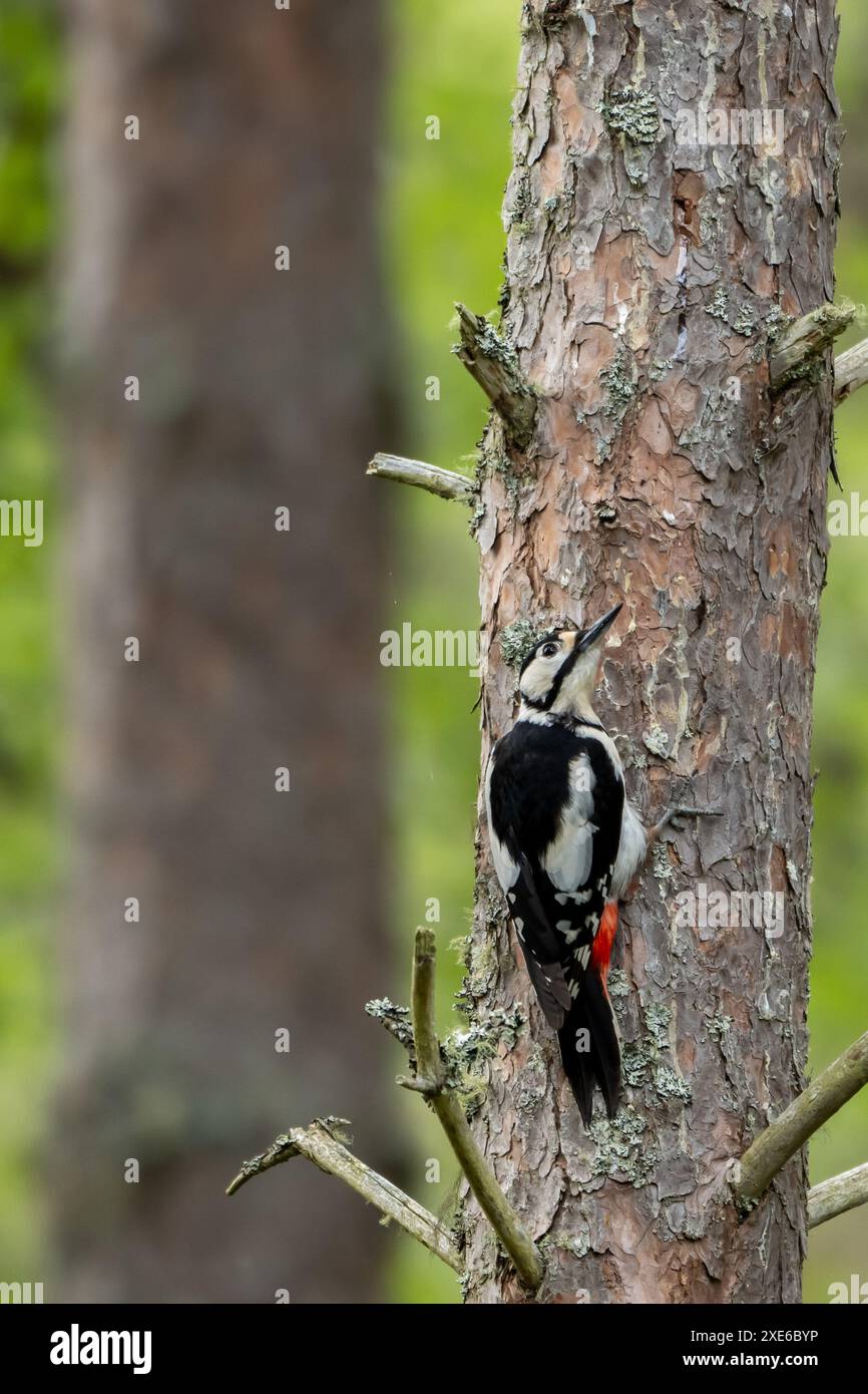 Female great spotted woodpecker hi-res stock photography and images - Alamy