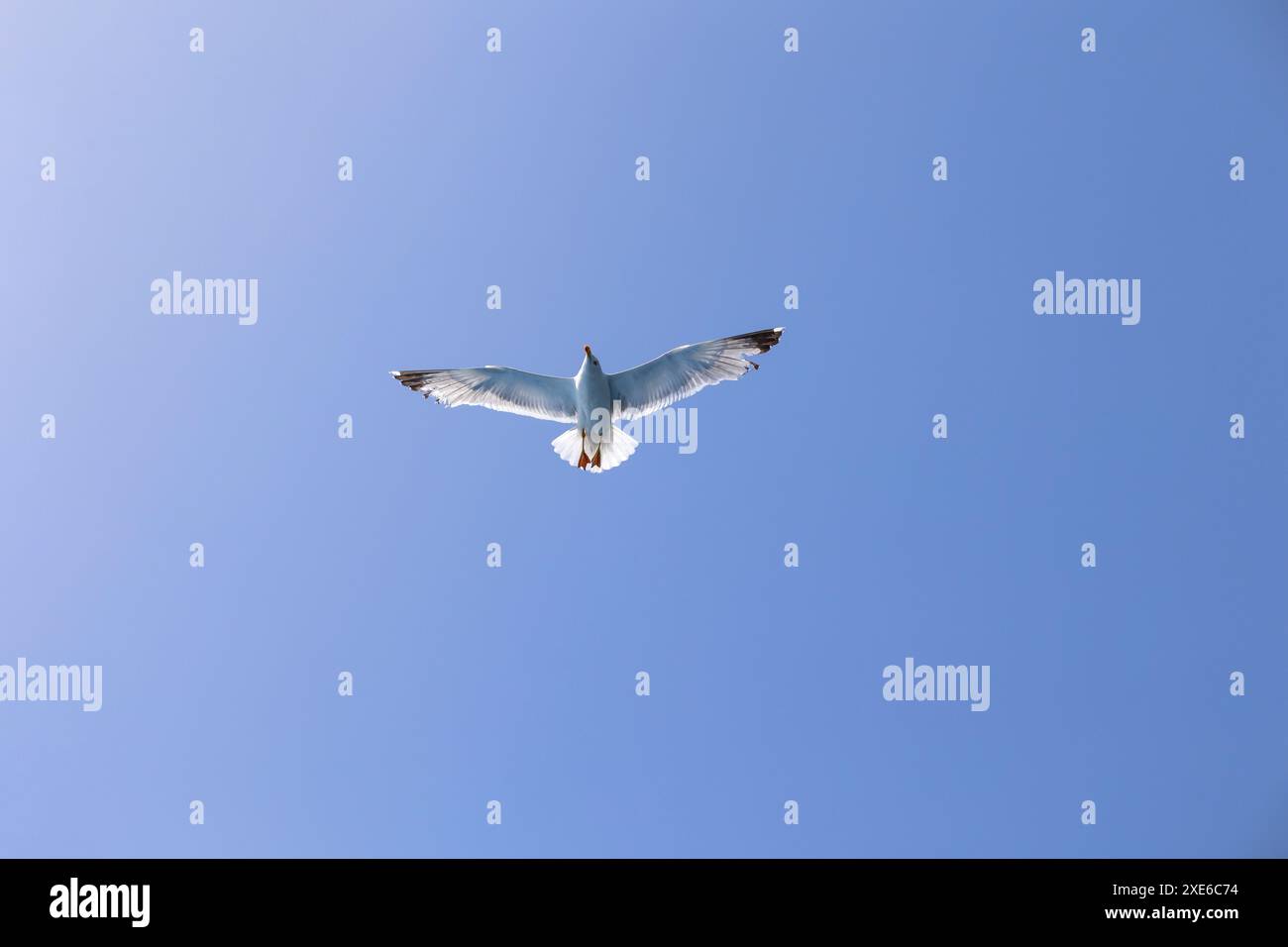 Seagull or sea gull flying in blue sky, flight concept. Strength ...