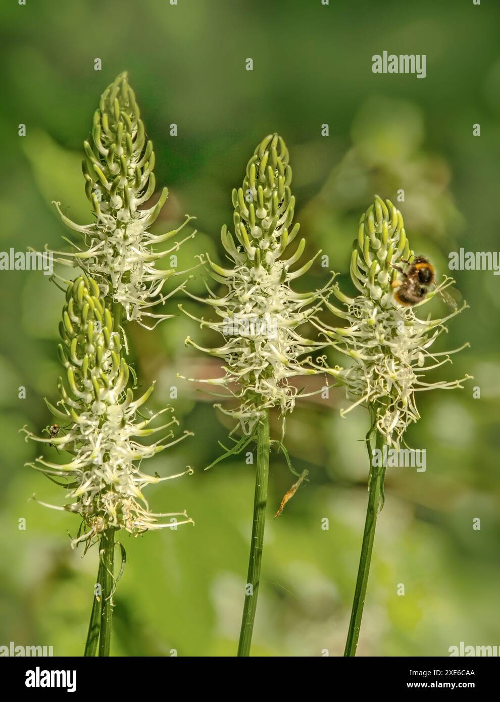 Spiky devil's claw 'Phyteuma spicatum' with meadow bumblebee 'Bombus ...