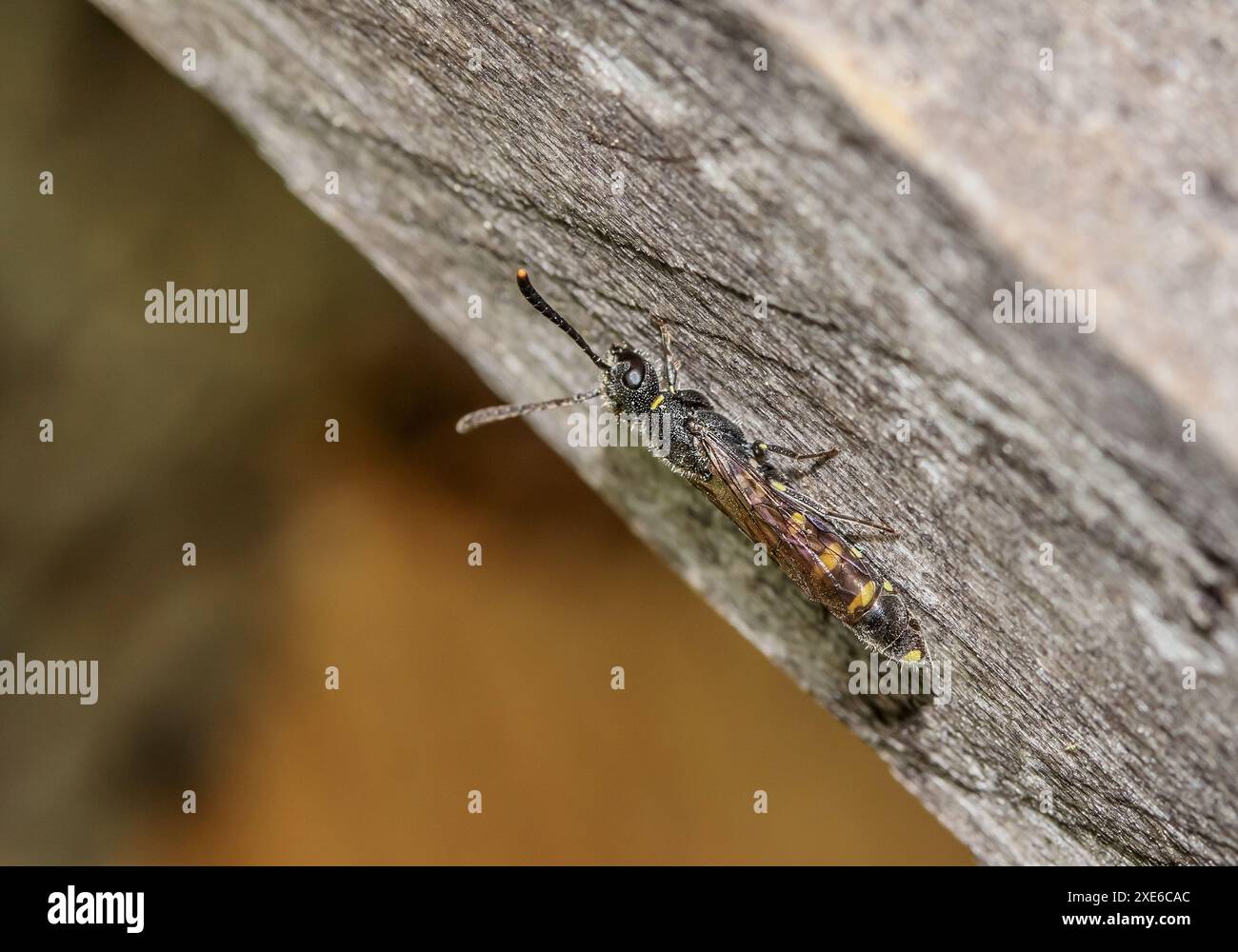 Gemeine Keulenwespe 'Sapyga clavicornis' Stock Photo - Alamy