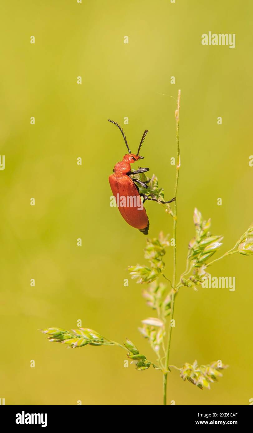 Red headed fire beetle hi-res stock photography and images - Alamy
