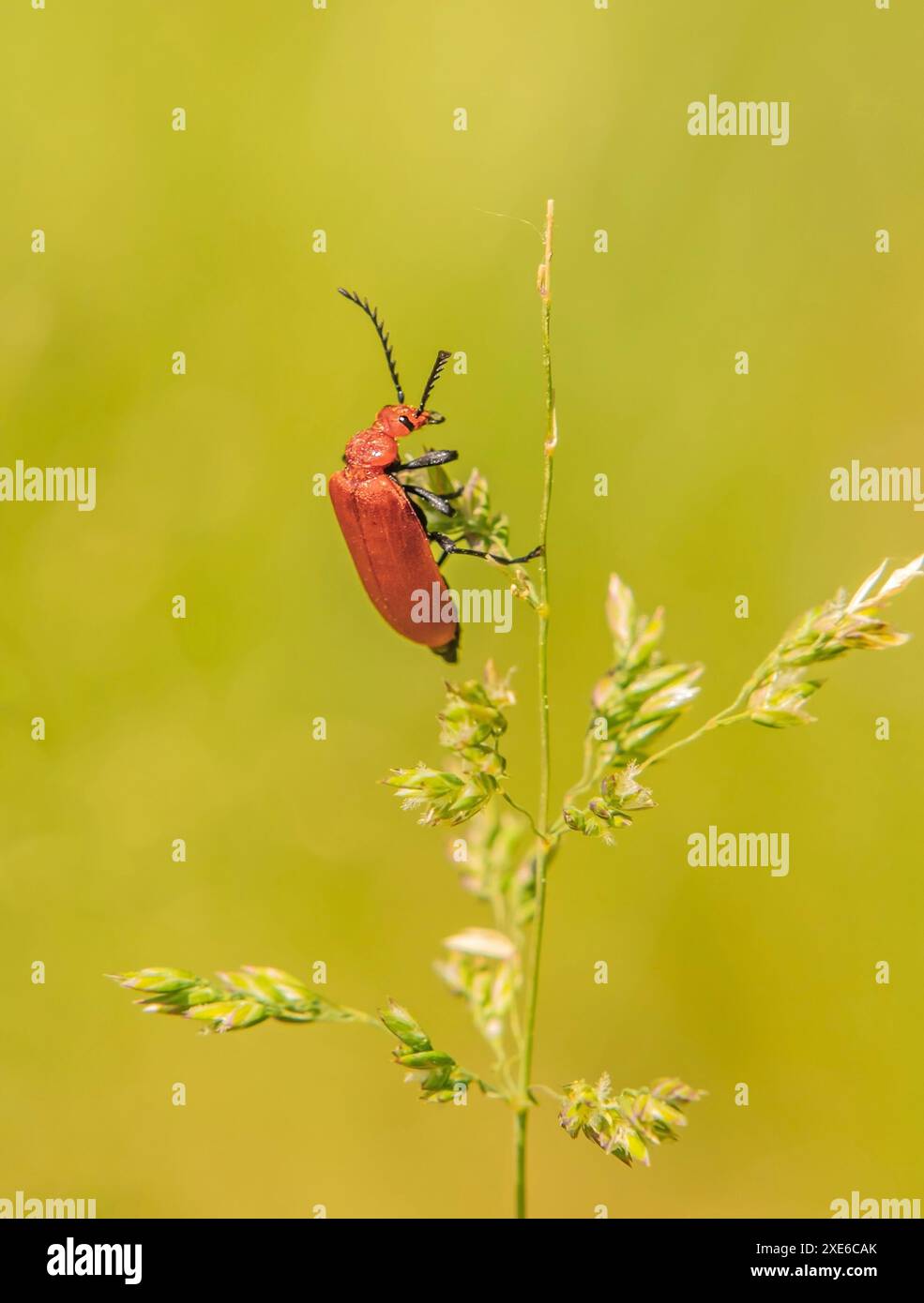 Red-headed fire beetle 'Pyrochroa serraticornis' Stock Photo - Alamy