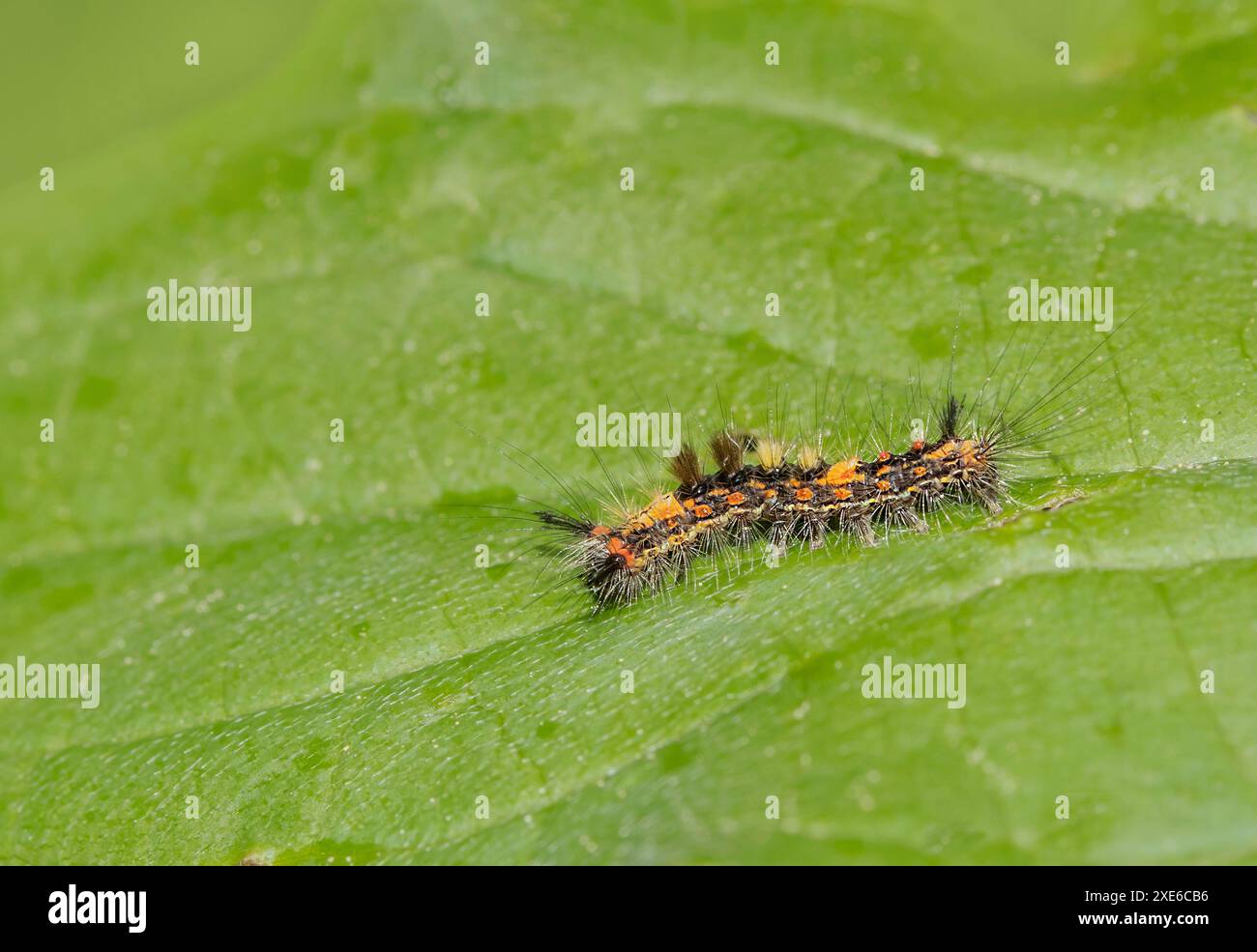 Sloe moth 'Orgyia antiqua' Stock Photo - Alamy