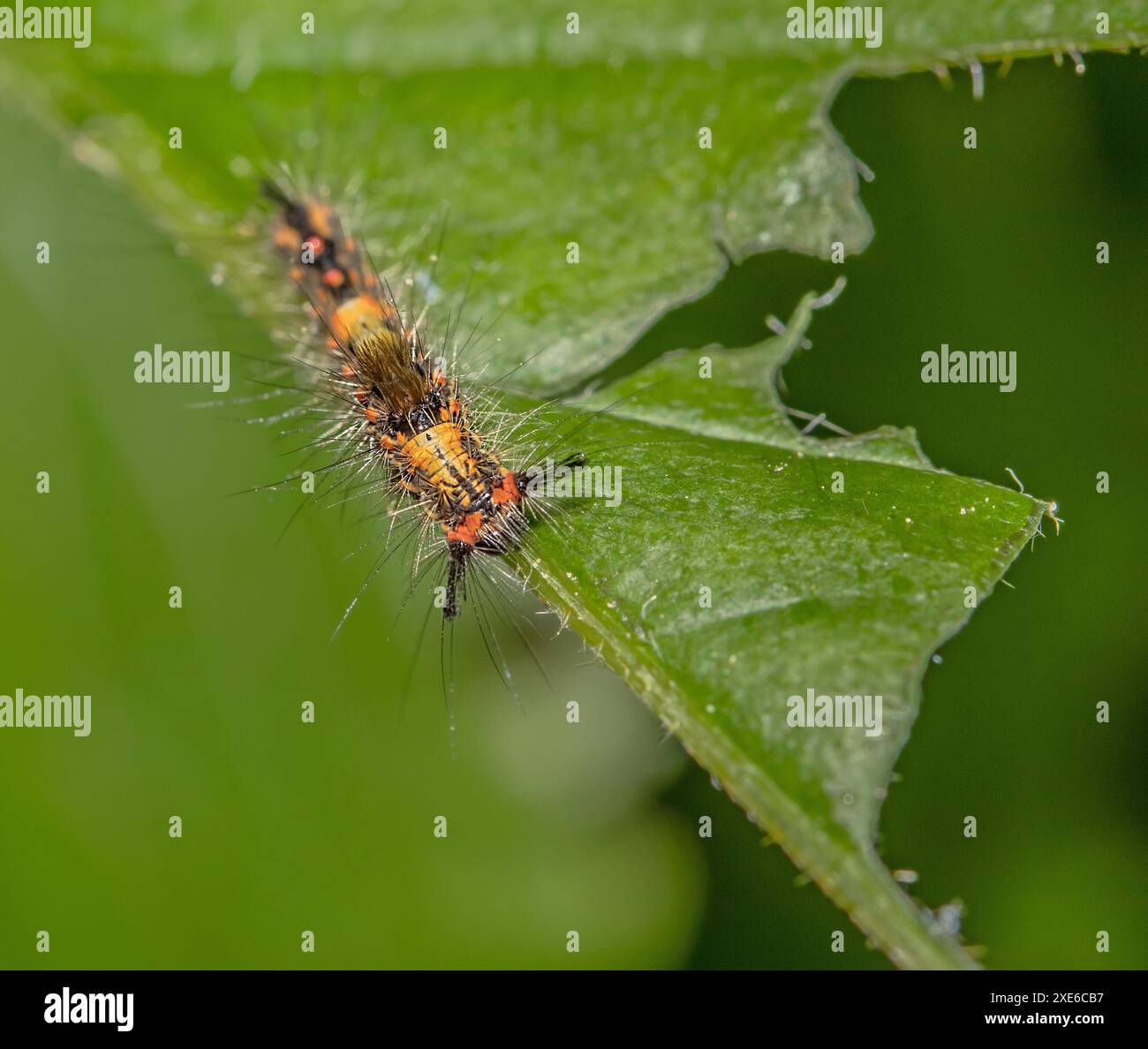 Sloe moth 'Orgyia antiqua' Stock Photo - Alamy