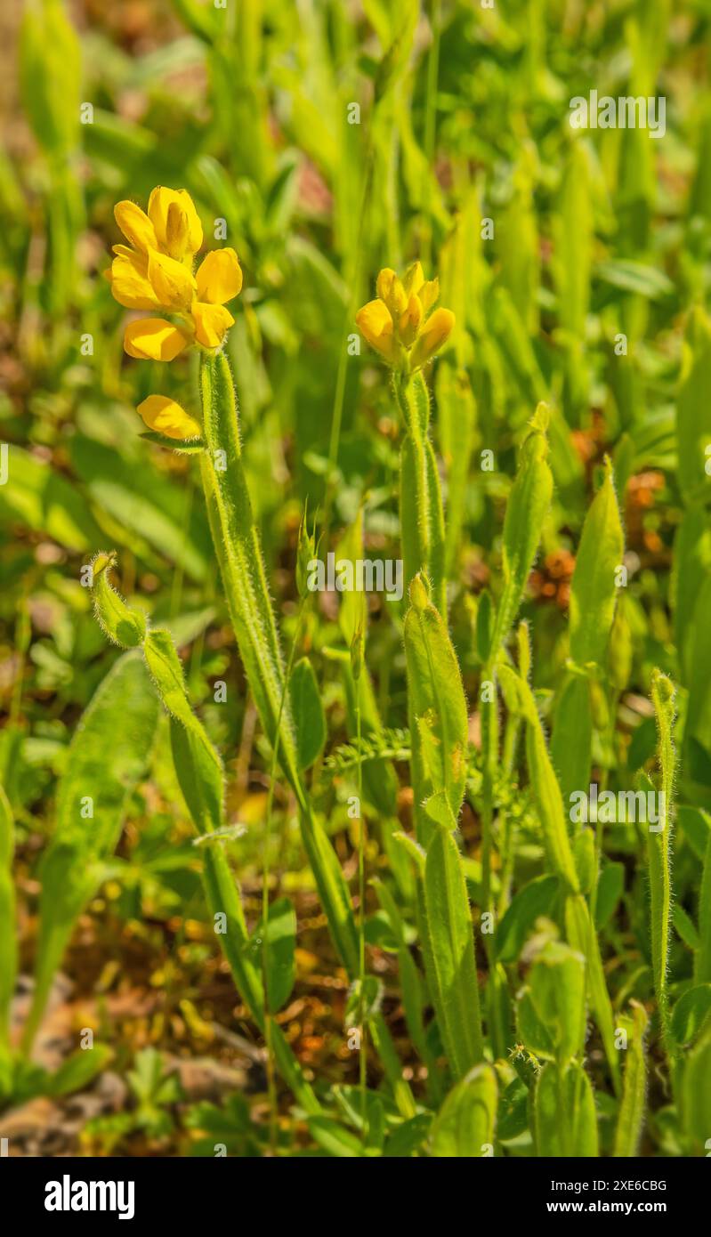 Genistella sagittalis hi-res stock photography and images - Alamy