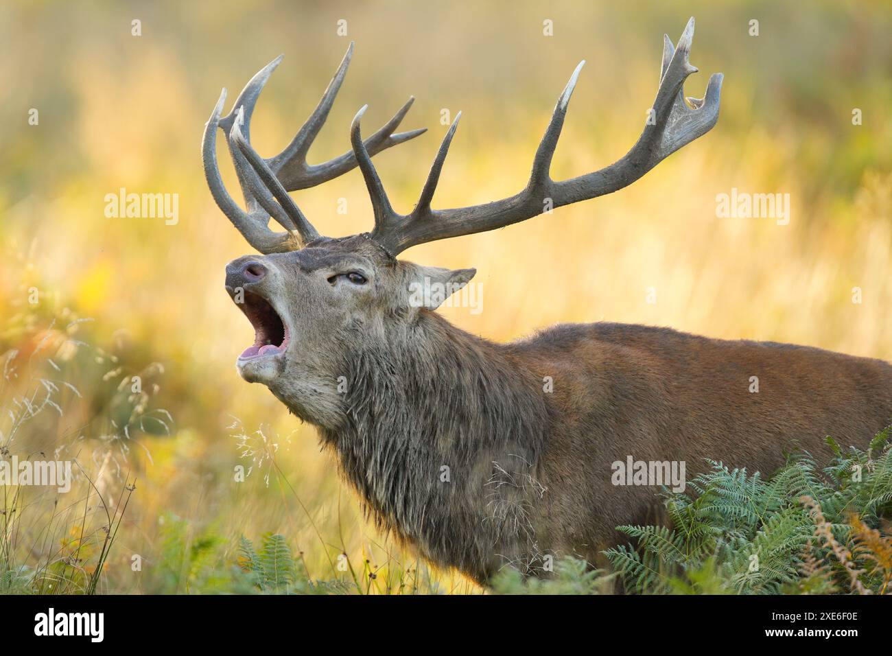 Red Deer (Cervus elaphus). Stag bellowing during rut, Richmond Park ...