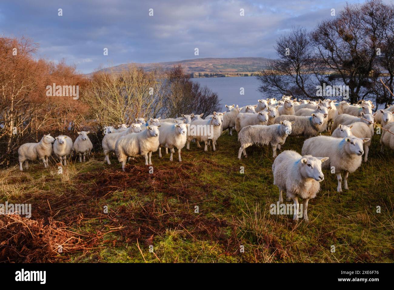 Rancho de ovejas hi-res stock photography and images - Alamy