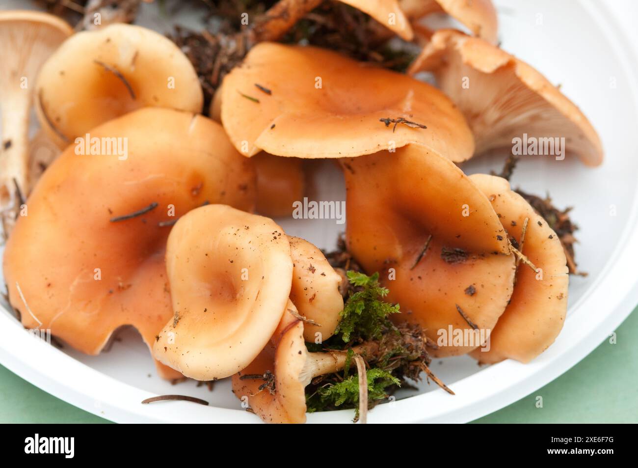 Italy, Clitocybe inversa or Lepista Inversa, Tricholomataceae Stock ...