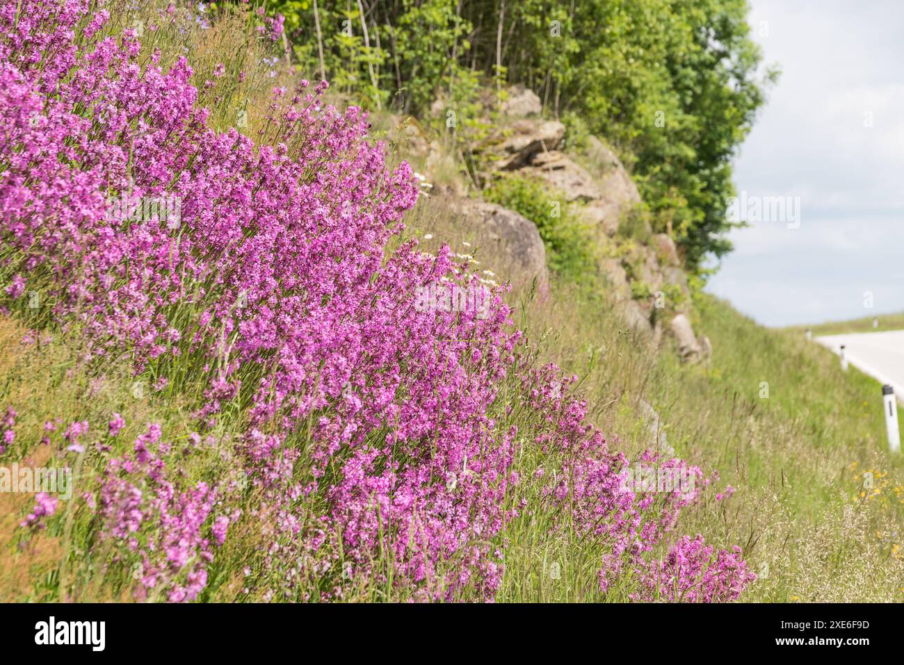 Silene viscaria steep slope hi-res stock photography and images - Alamy