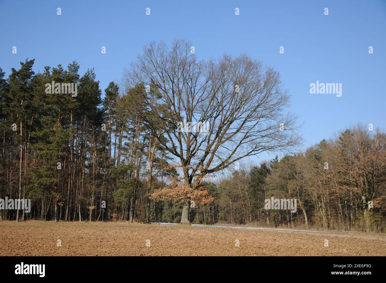 Quercus robur, German oak Stock Photo - Alamy