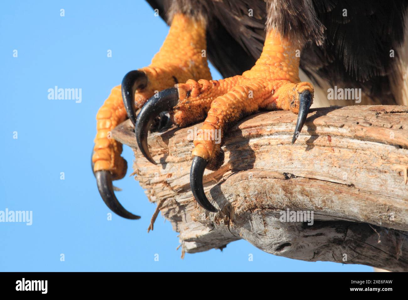 Eagle feet hi-res stock photography and images - Alamy