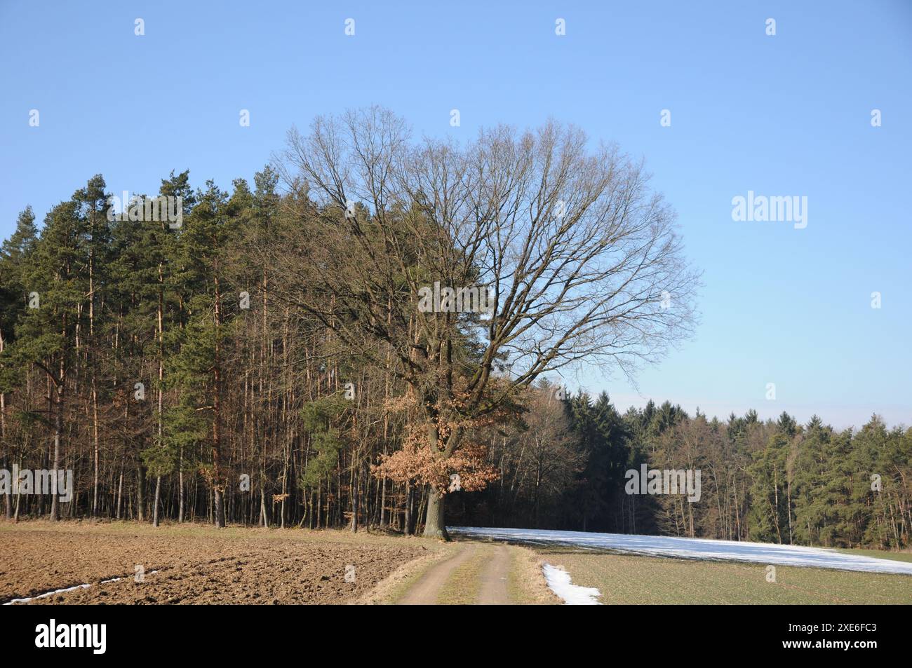 Quercus robur oaktree leaves hi-res stock photography and images - Alamy